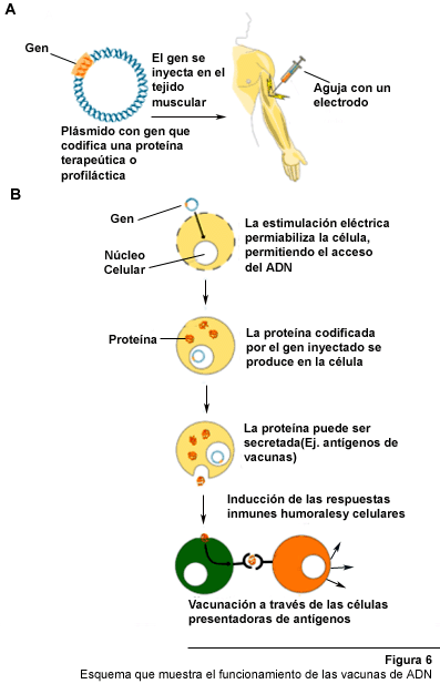 VITAE16_Bacteriologia